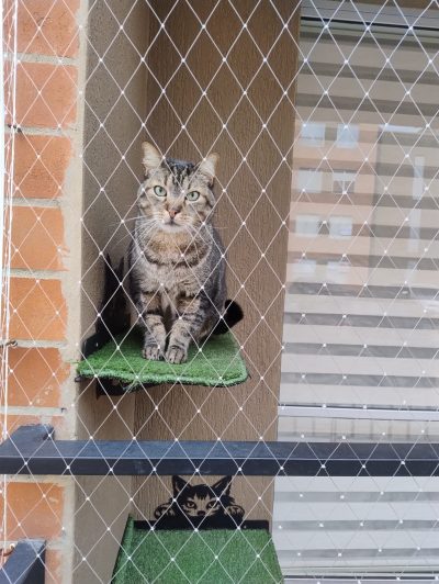 Malla para gatos - Malla para gatos