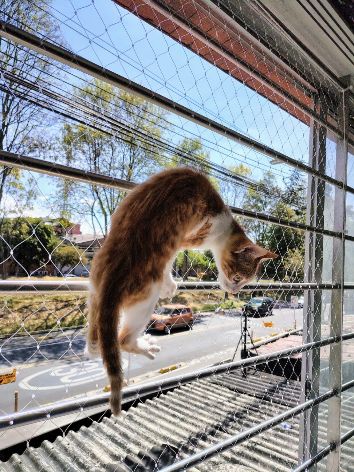 Mallas de Seguridad para Gatos | Protección en Casa